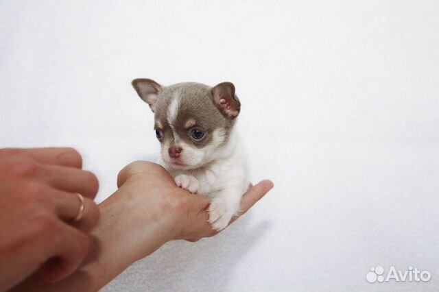 Голубоглазый мини красавчик