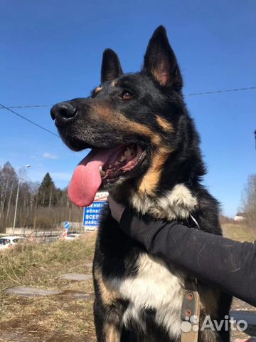 Боцман, собака в добрые руки бесплатно