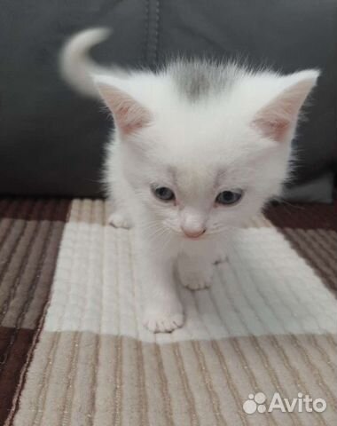 Кошка