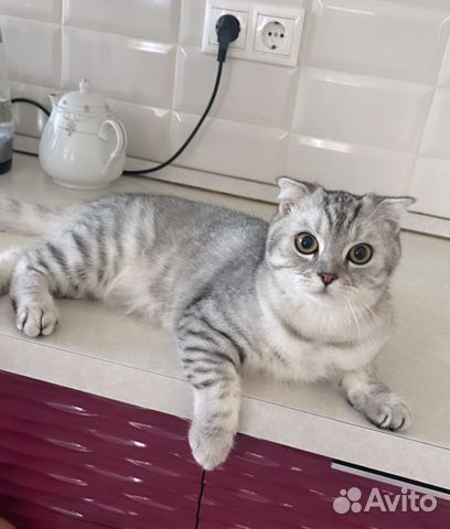 Британский кот на вязку
