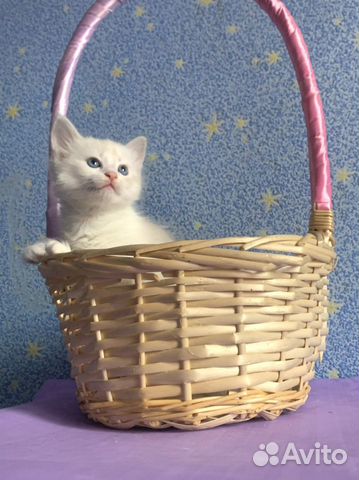 Котенок помесь британец