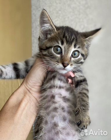Невероятно милые котята Тима и Тоша 2 месяца в дар
