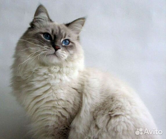 Кот вязка