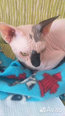 Канадский сфинкс вязка