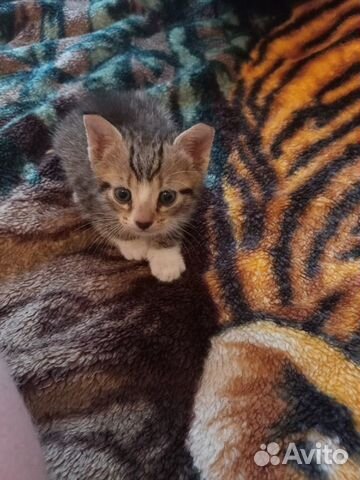 Котята в добрые руки бесплатно