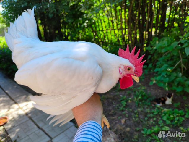 Петух Леггорн