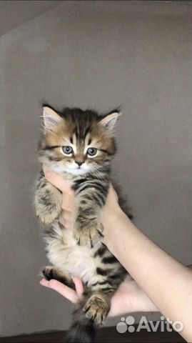 Британские длинношерстные котята