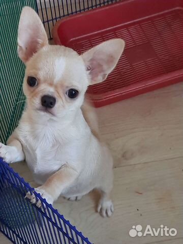 Красивый породный мальчик чихуахуа