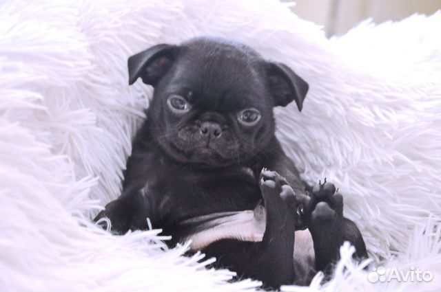 Chug (Chichuahua + Pug) щенок Мопчи