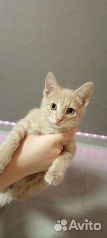 Персиковый котенок мальчик 2 мес в дар