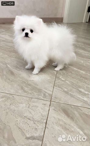 Померанский шпиц большой выбор щенков