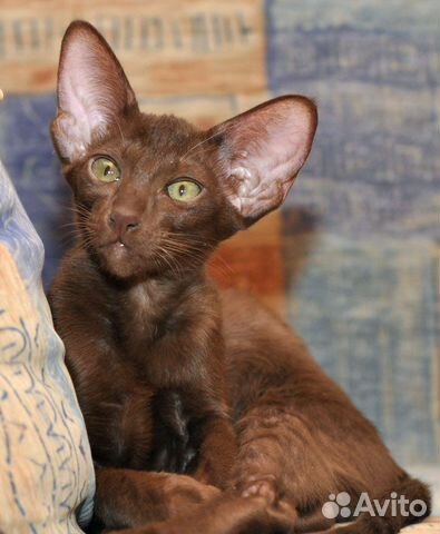 Ориентальный котёнок