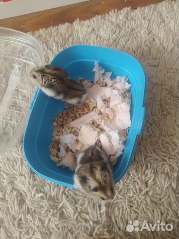 Джунгарский хомяк мальчик