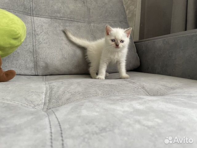 Шотландская кошка