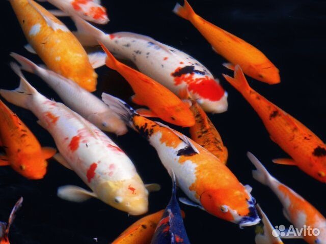 Японские карпы кои