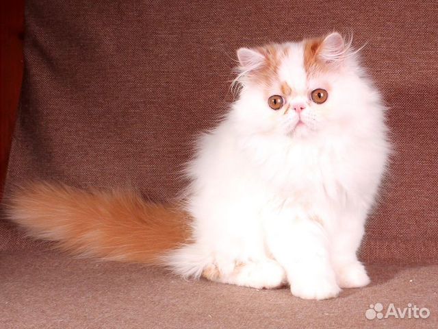 Персидские котята (мальчик)