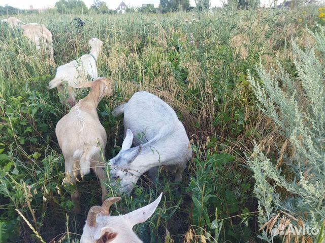 Козочка молочная