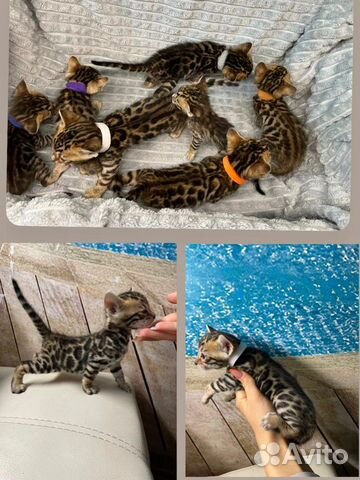 Бенгальские котята