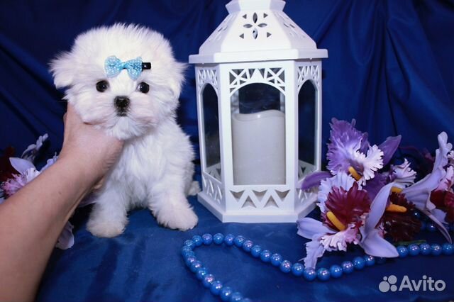 Мини кукольный малыш мальтезе 2 мес