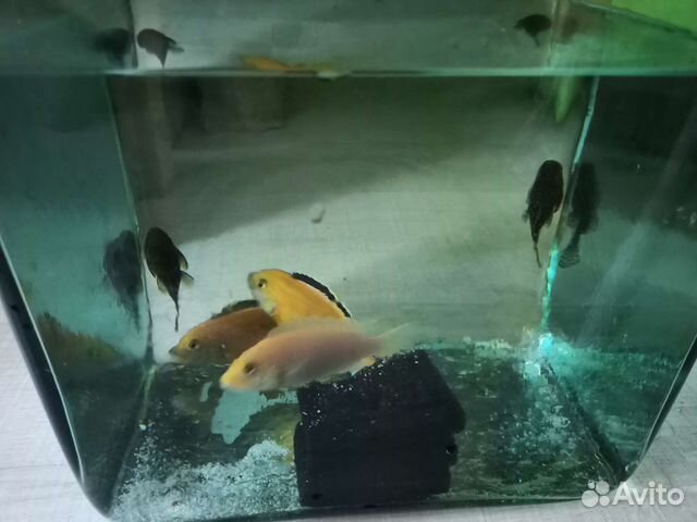 Аквариумные рыбки Еллоу