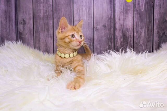 Солнечный ребёнок Санни ищет дом