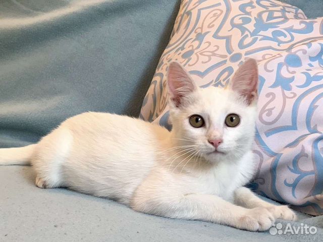 Замурчательный котенок в добрые руки