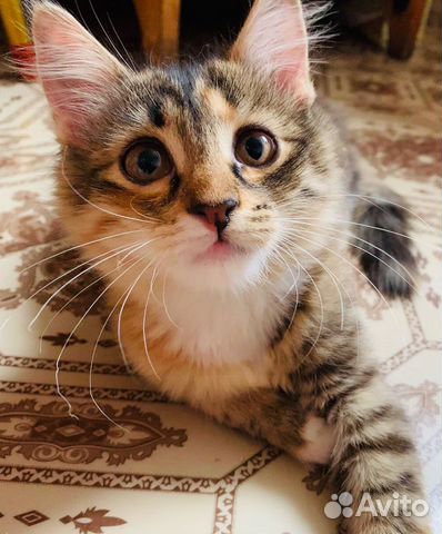 Котенок девочка 3 мес
