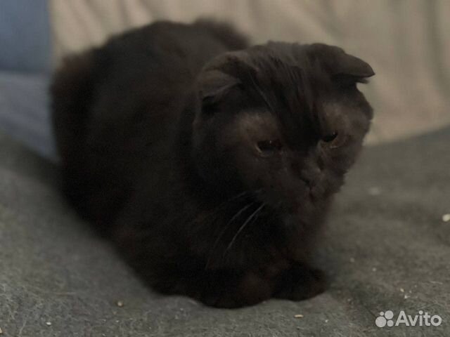 Коричневый котик, вислоухий