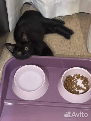 Котенок черный мальчик