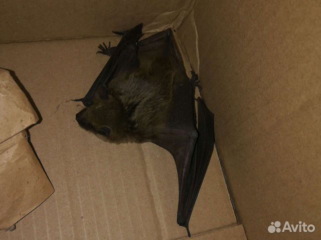 Летучая мышь