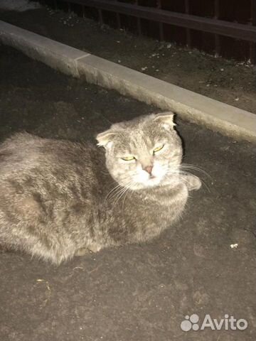 Кот или кошка