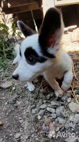 Отдам в хорошие руки