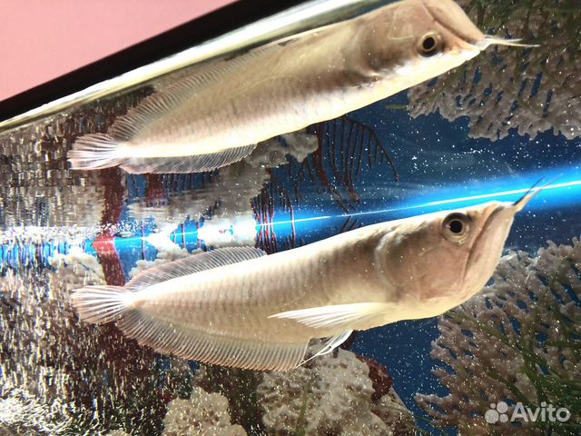 Аравана серебристая