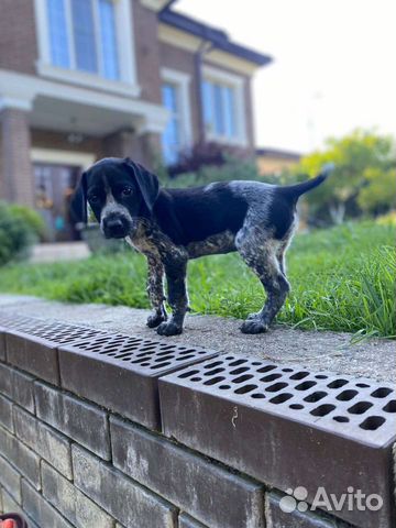 Метис курцхаара в добрые руки