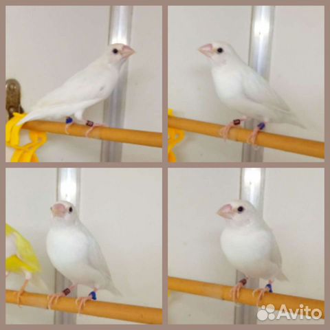 Амадина Гульда самка(Сильвер)