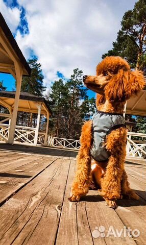 Приглашаем на вязку