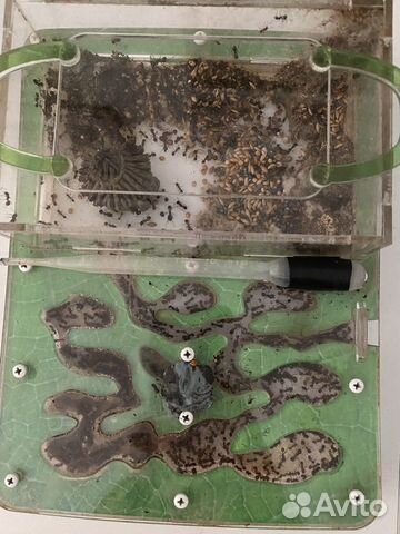 Муравьиная ферма с муравьями