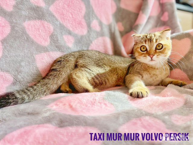 Шотландский вислоухий котенок
