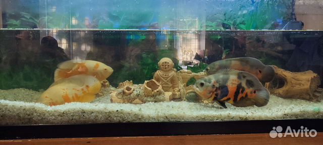 Астронотусы рыбки