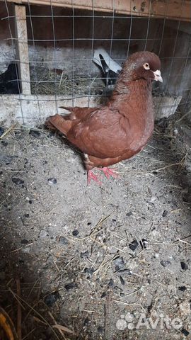 Продаю мясных голубей кинги