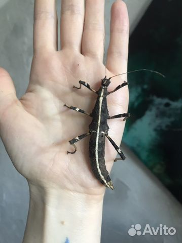 Филиппинский палочник имаго