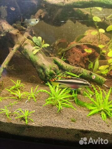 Аквариумные рыбки пельвикохромис