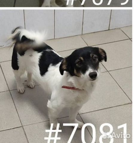 Собачка в добрые руки, не большая