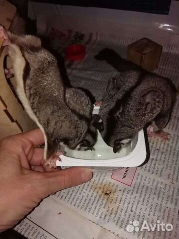 Белки летяги (Пара)