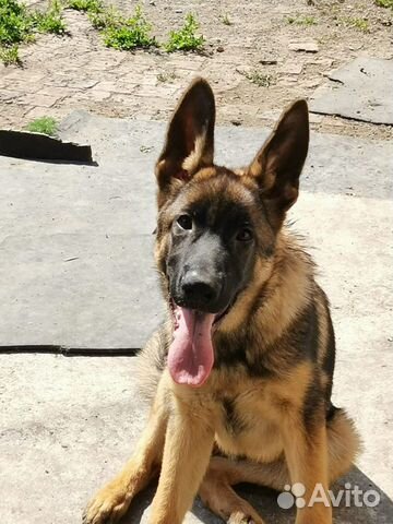 Немецкая овчарка