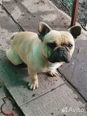 Вязка французский бульдог