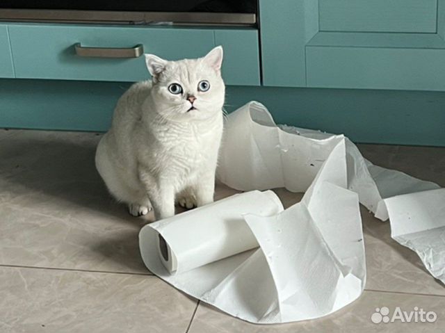 Британский кот на вязку (безвозмездно)