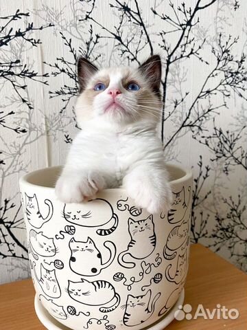 Ручной котенок ragdoll
