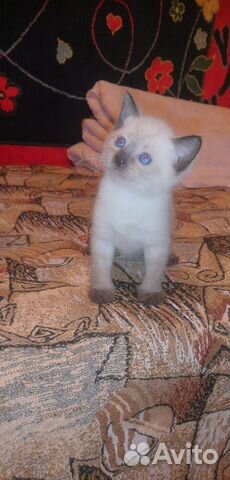 Сиамский котёночек
