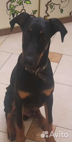 Собака доберман